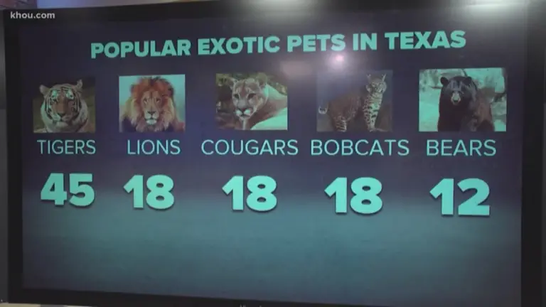 How Many Pets Can You Have in Texas? [4Dogs & 4 Cats] - Smart Explorer